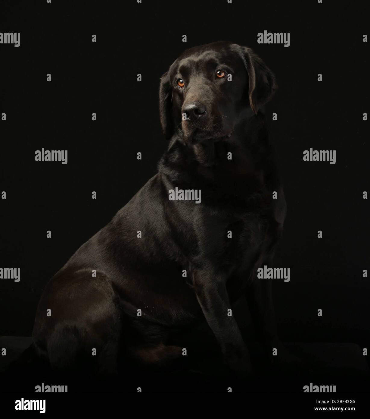 Black Labrador dog in studio black background Stock Photo - Alamy