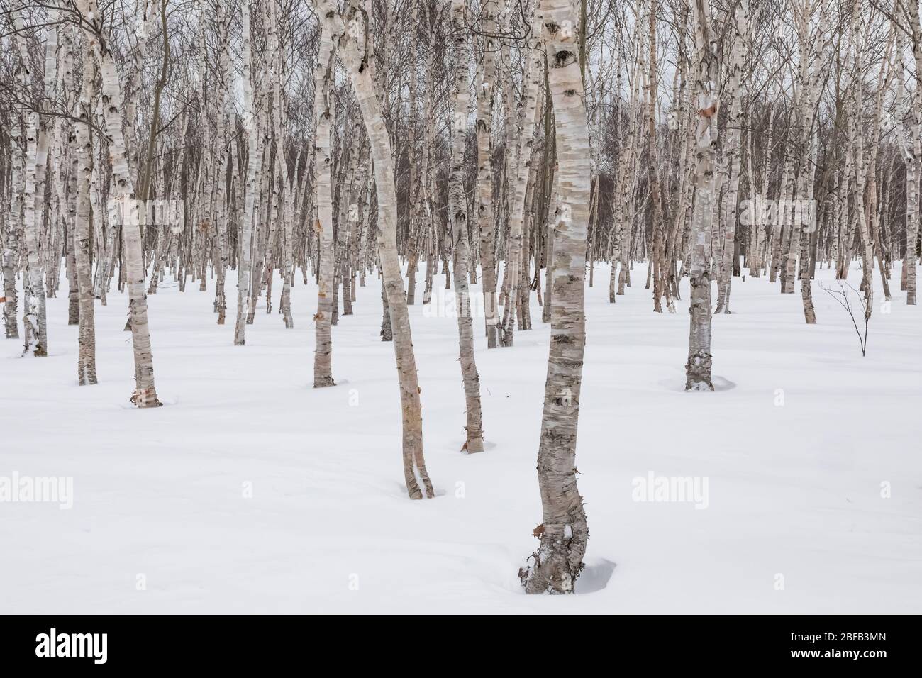 Paper Birch, Betula papyrefera, trees in the Thomas Howe Demonstration ...