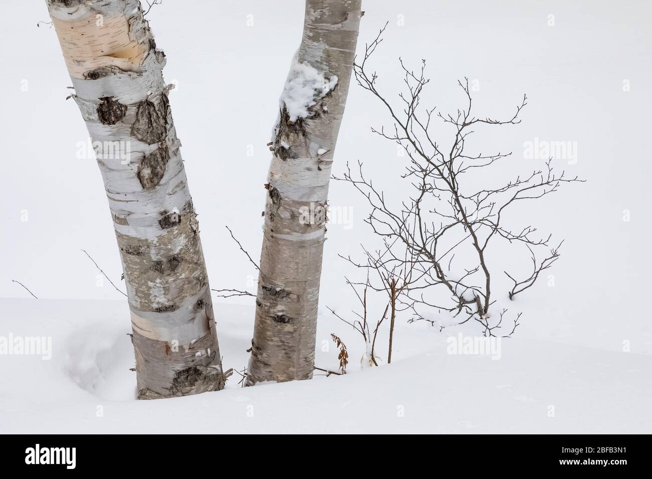Canada gander newfoundland hi-res stock photography and images - Alamy