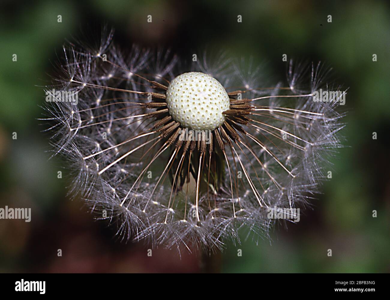 Dandelion with parachute-like flight seeds Stock Photo - Alamy