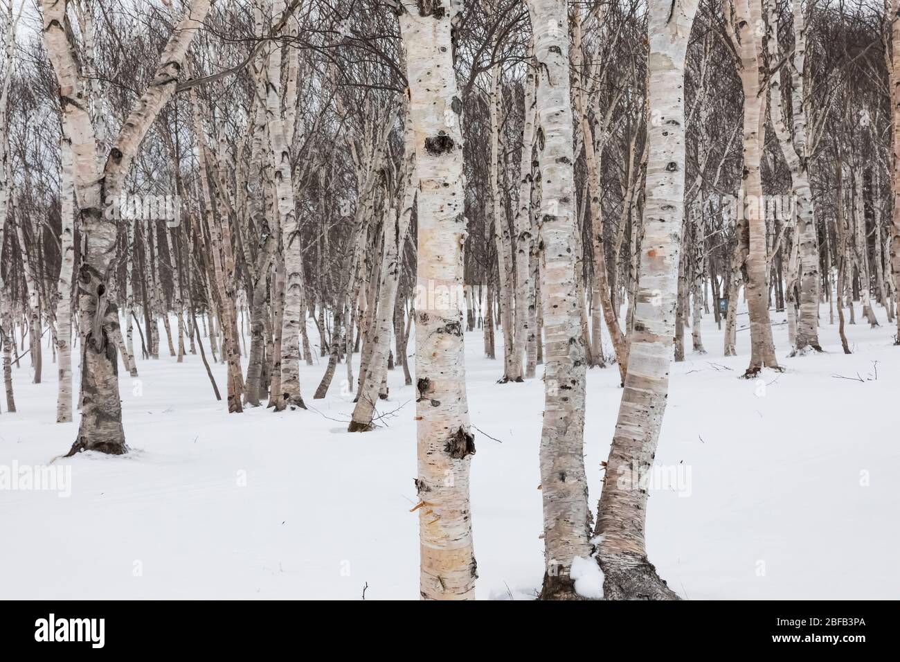 Paper Birch, Betula papyrefera, trees in the Thomas Howe Demonstration Forest in Gander ...