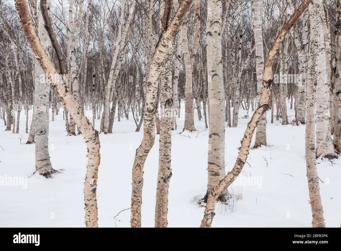 Paper Birch, Betula papyrefera, trees in the Thomas Howe Demonstration ...