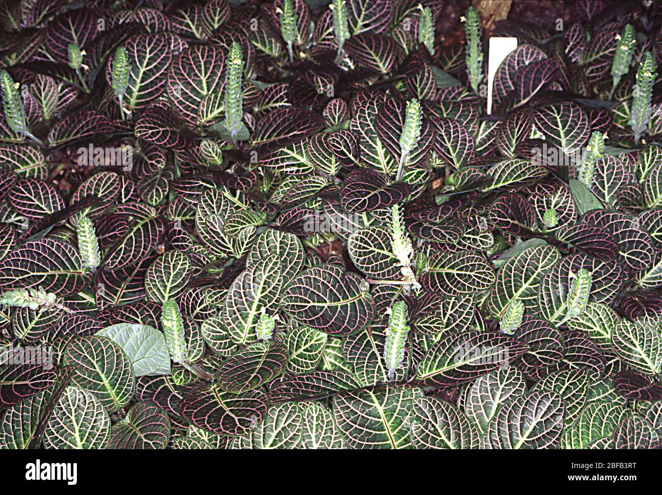 Club moss with distinctive red green leaves and inflorescences Stock ...