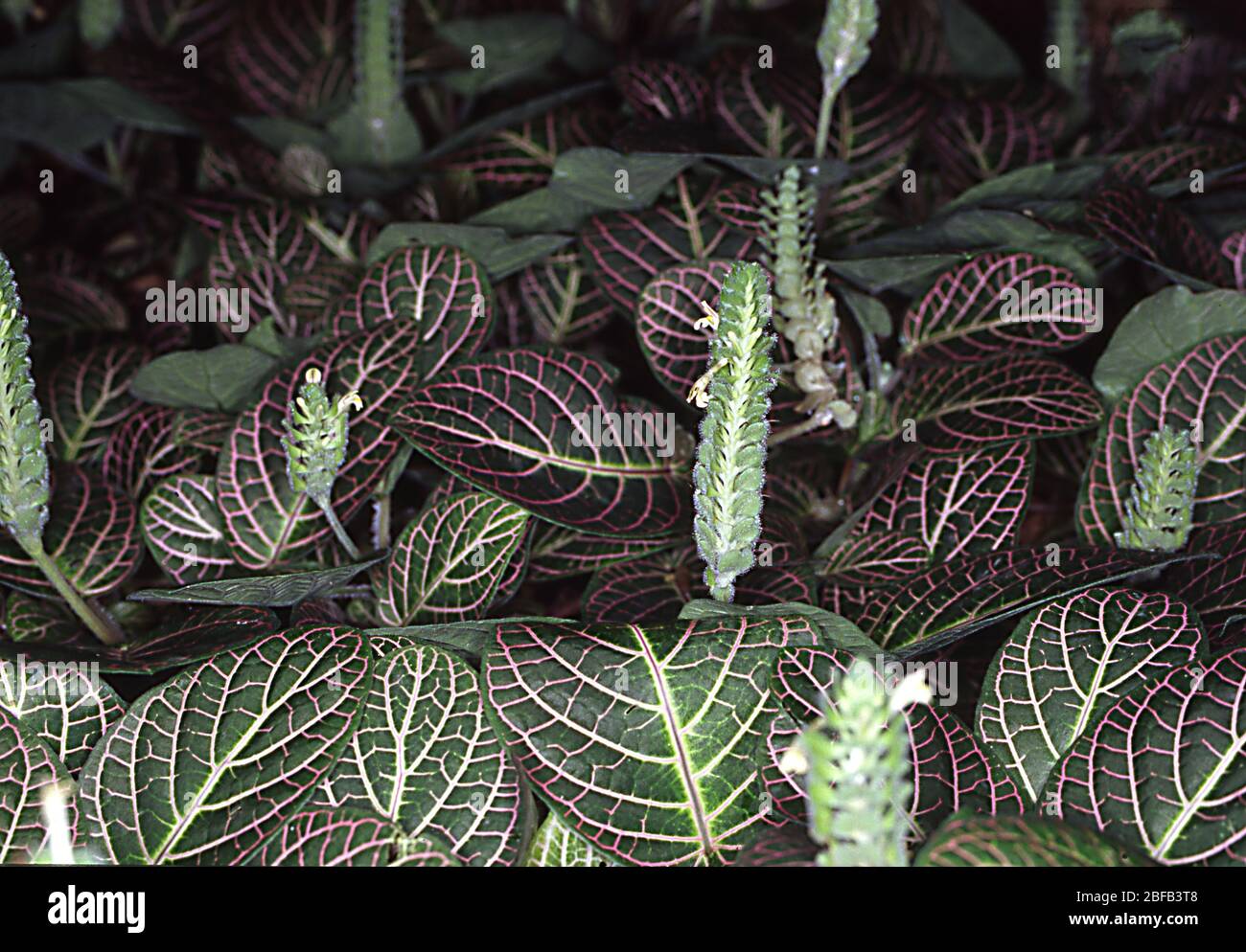 Club moss with distinctive red green leaves and inflorescences Stock ...