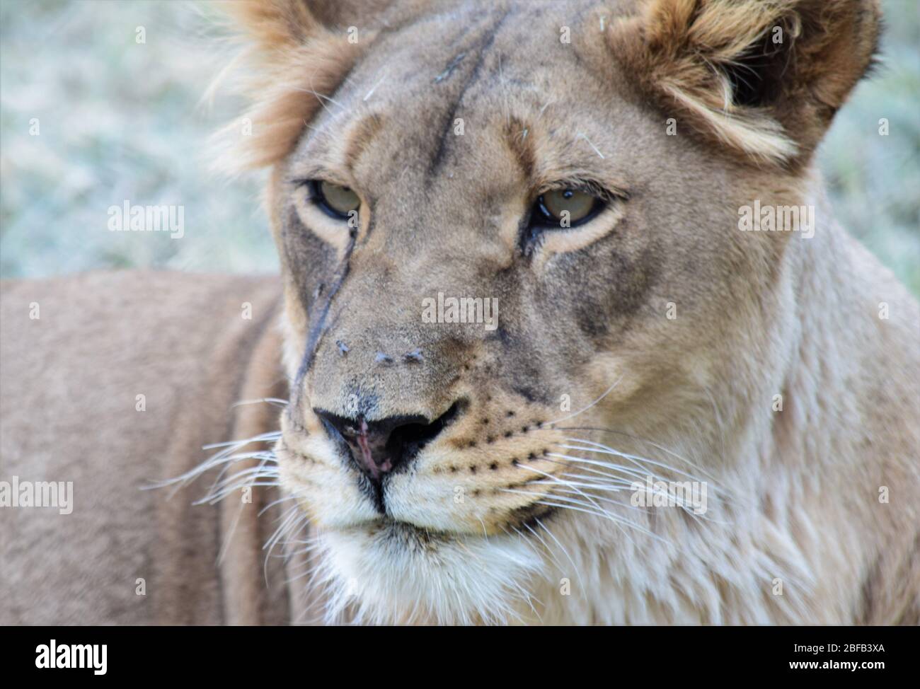 Flies on lion hi-res stock photography and images - Alamy