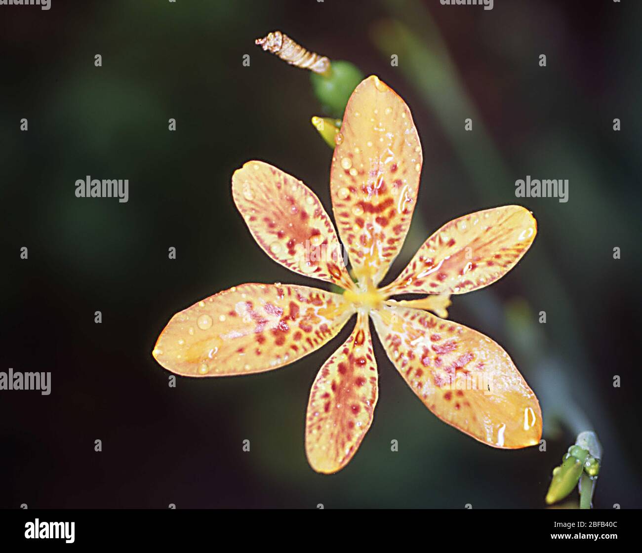 Bearded lily flower flowers hi-res stock photography and images - Alamy