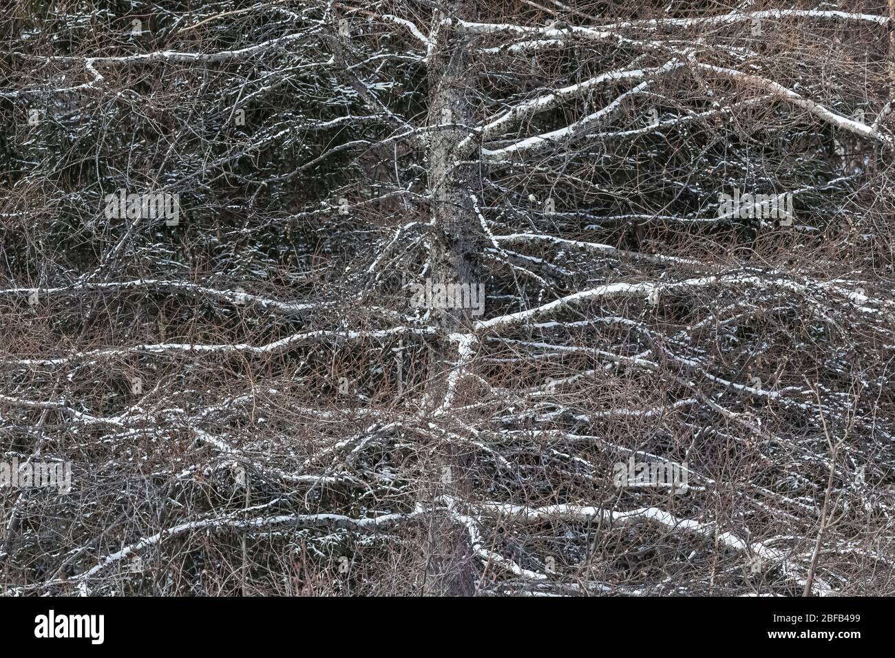 Conifer forest in the interior of Newfoundland along the Buchans Road ...