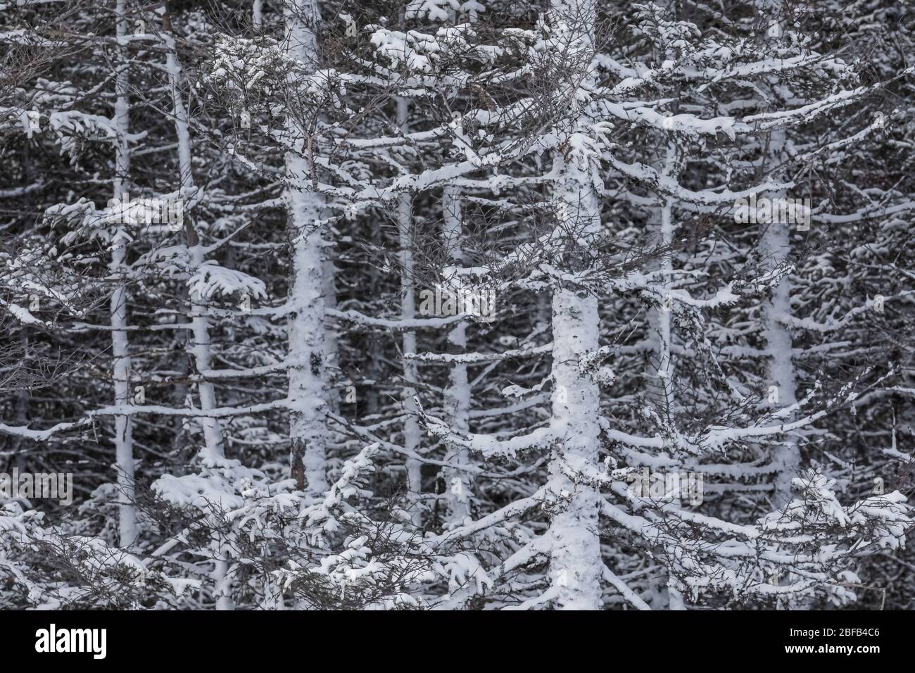 Conifer forest in the interior of Newfoundland along the Buchans Road ...