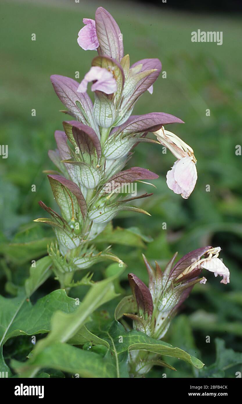 Summer root with red flowers Stock Photo - Alamy