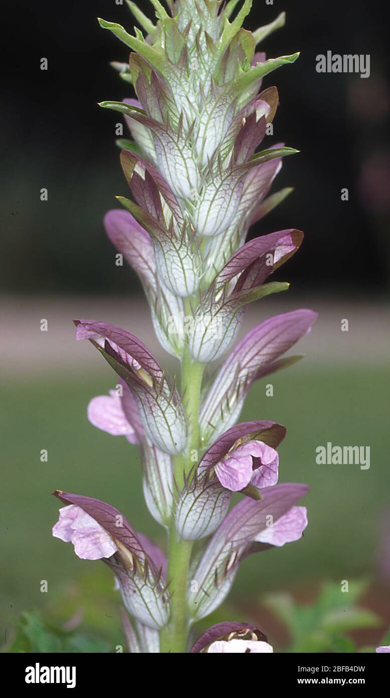 Summer root with red flowers Stock Photo - Alamy