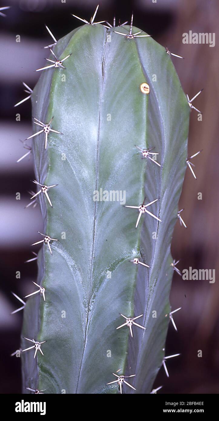 Column cactus with spines in the sandy bottom Stock Photo - Alamy