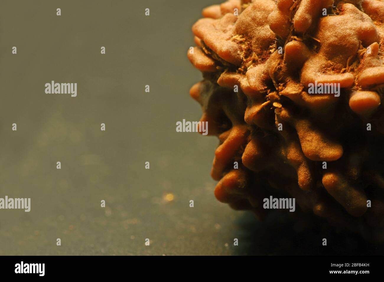 nepali seeds for indians Stock Photo - Alamy