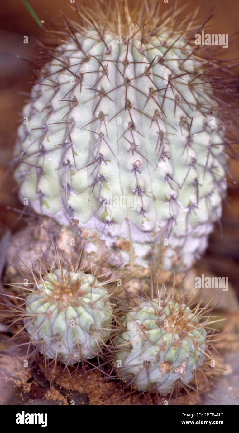Cactus with spines close-up Stock Photo - Alamy