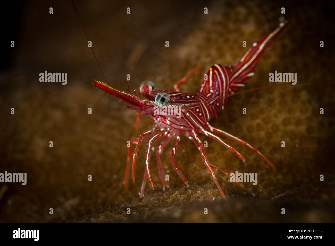 Durban hinge back shrimp hi-res stock photography and images - Alamy