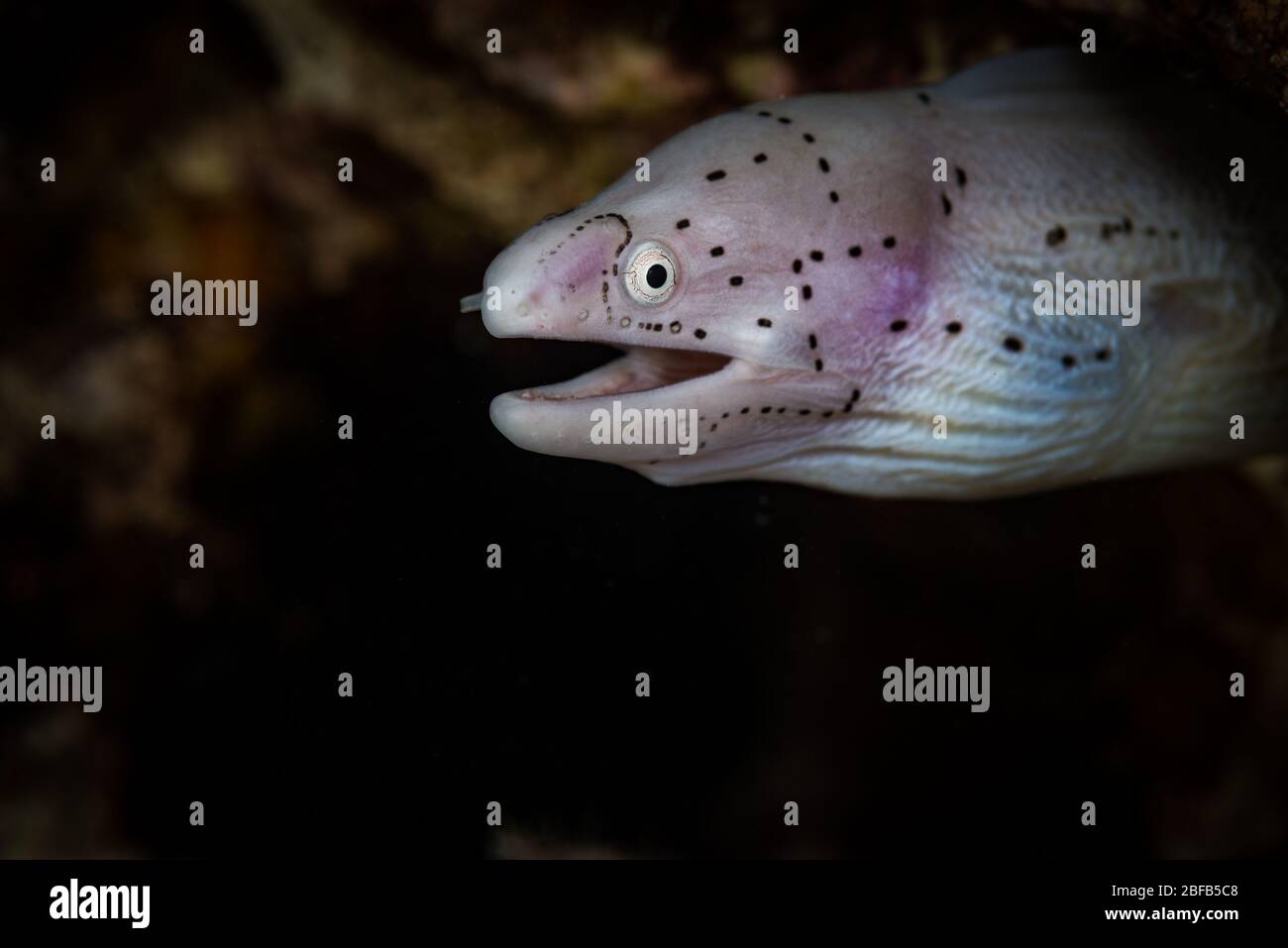 Peppered moray eel (Siderea picta) in the southern Red Sea Stock Photo ...