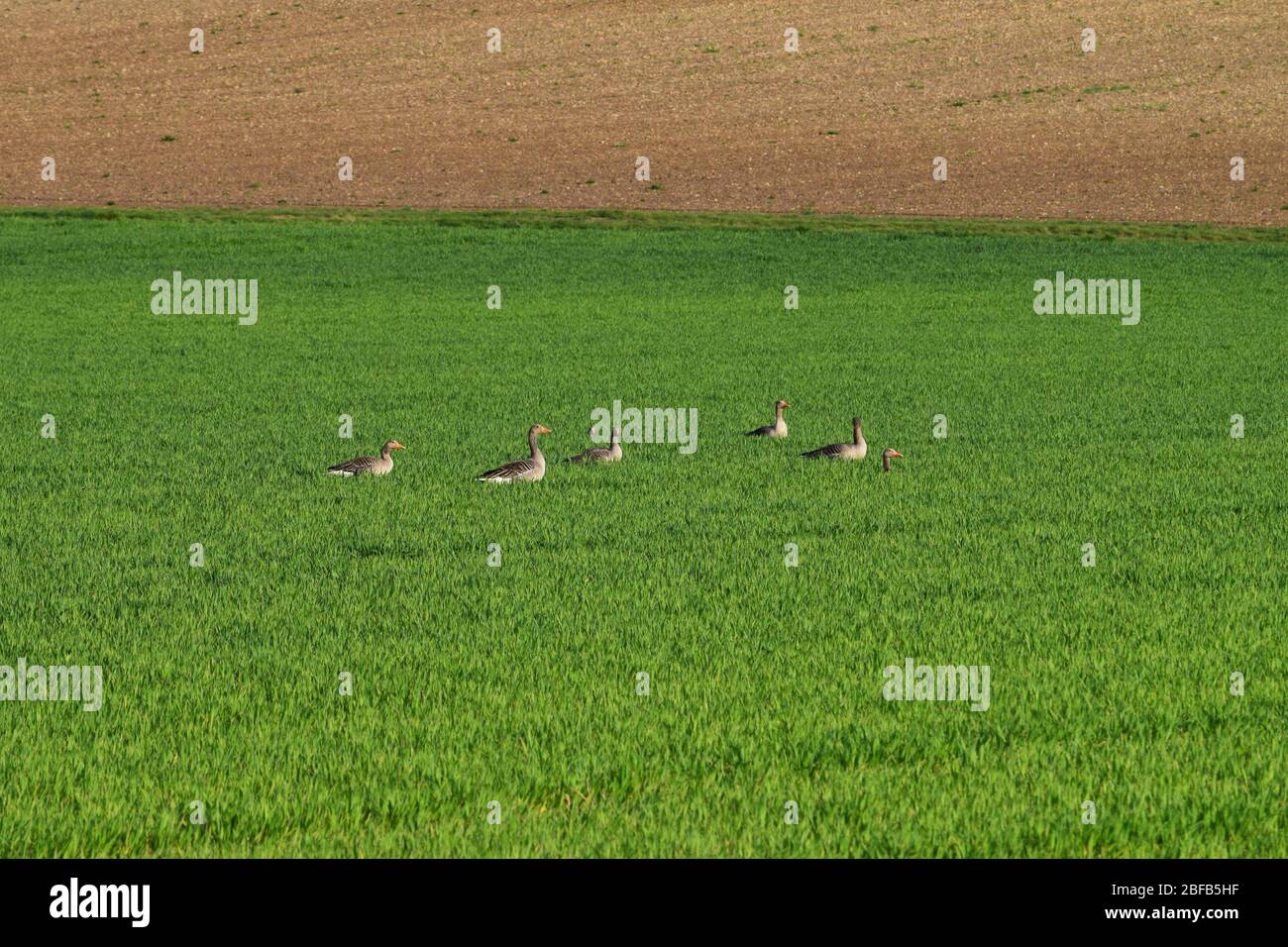 Tall geese hi-res stock photography and images - Alamy