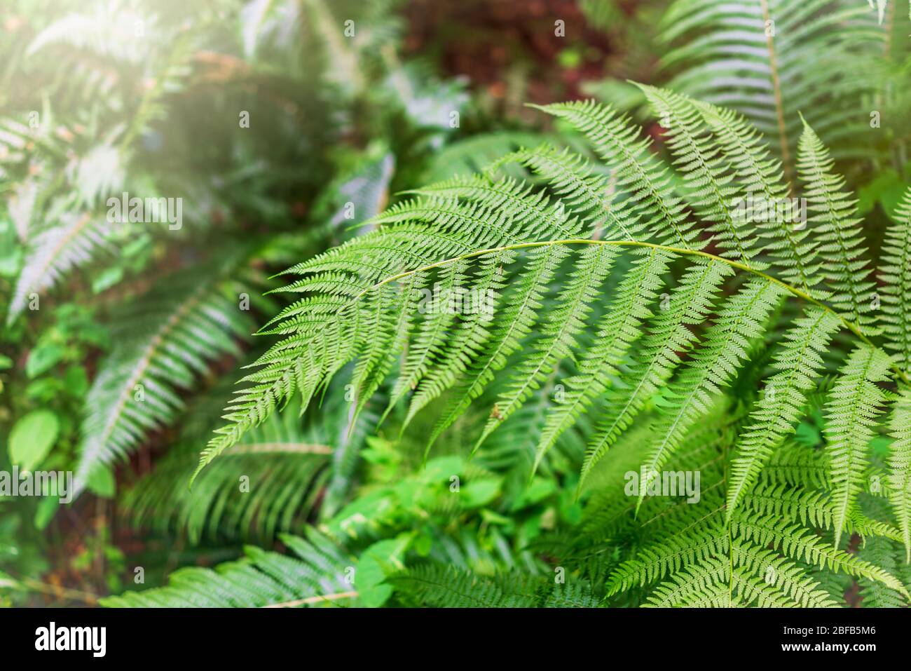 Green fern in the forest. Pteridium aquilinum or bracken, brake or ...