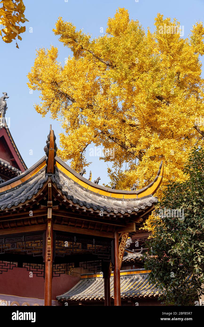 A ginkgo tree with a gold leafs next to the typical Chinese temple ...