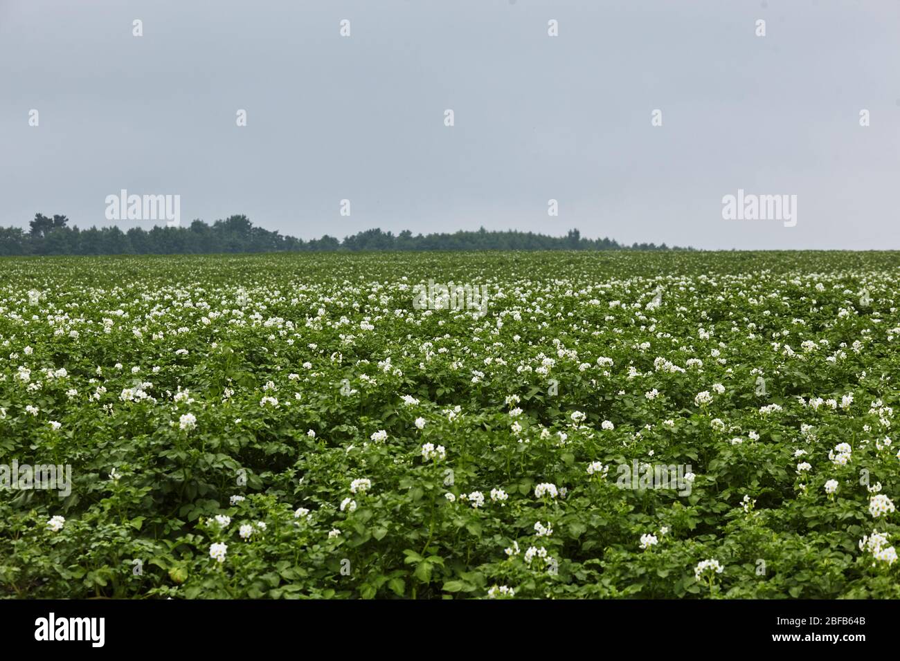 Landscape of potato plantation Stock Photo - Alamy