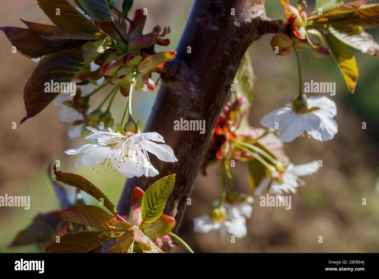 Spring cherry blossom flower hi-res stock photography and images - Alamy