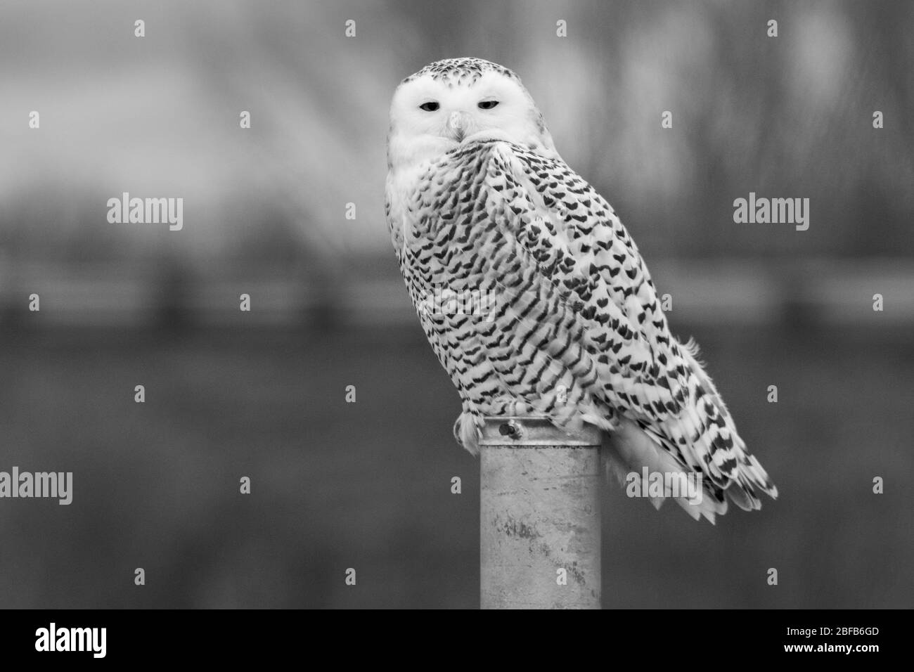 Iceland is not greenland Black and White Stock Photos & Images - Alamy