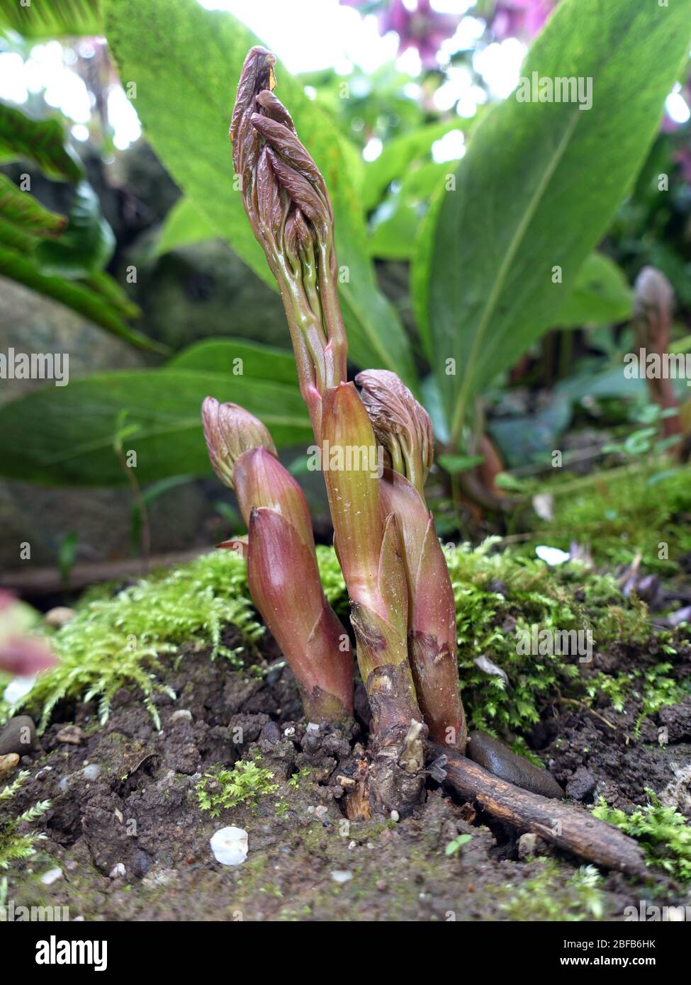 Fruhling spross hi-res stock photography and images - Alamy