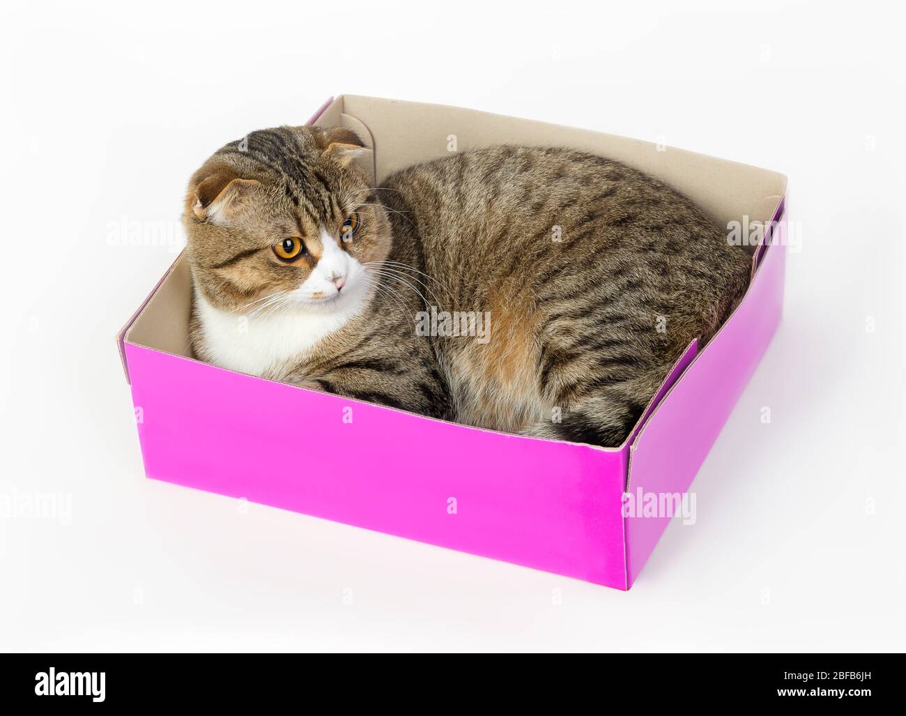 Beautiful fold cat laying in magenta color box Stock Photo - Alamy
