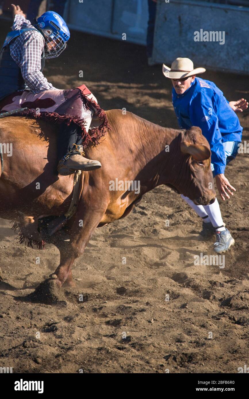 Model released Hawaiian cowboy,or paniolo, riding bull (property ...