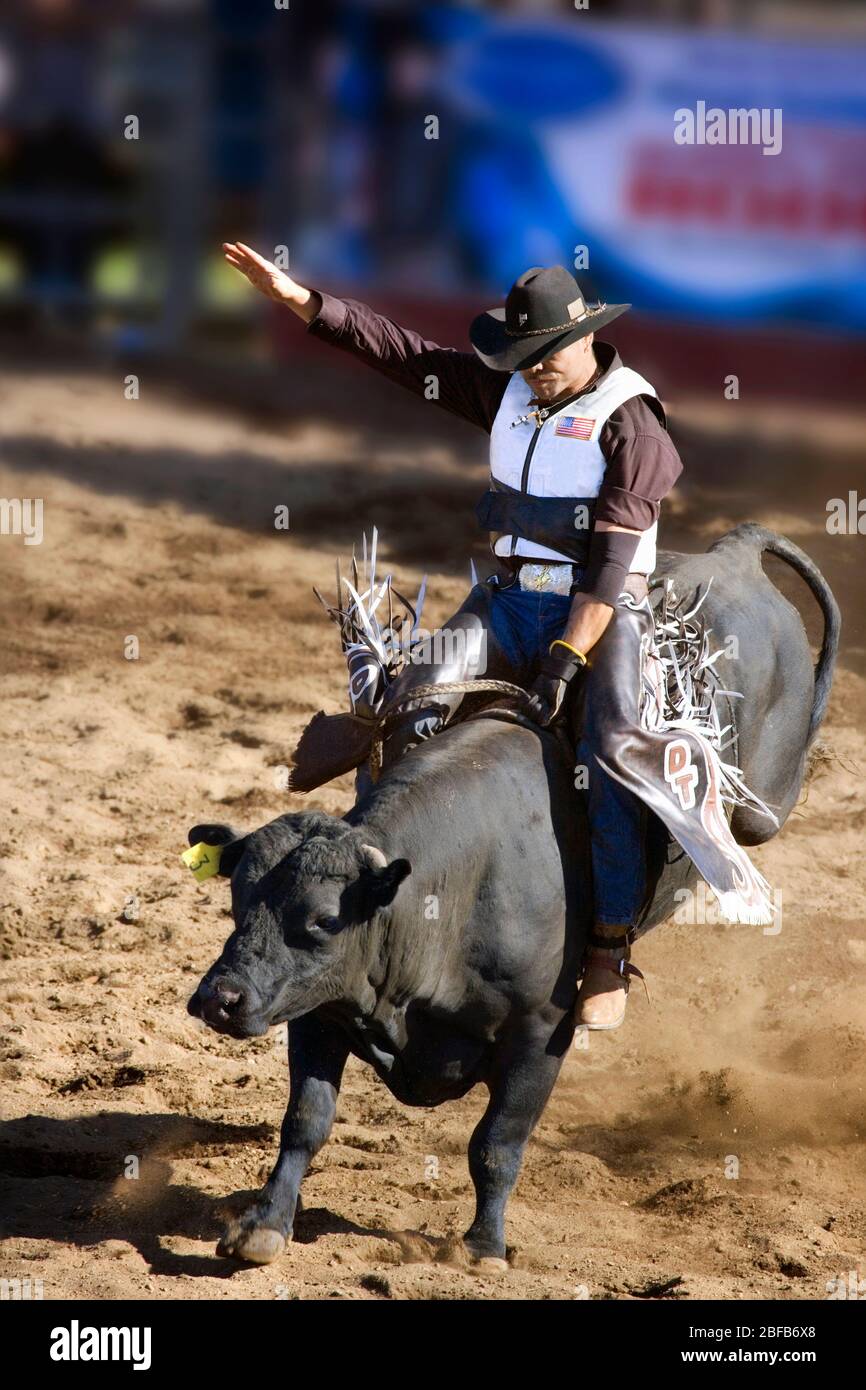 Brahma bull hi-res stock photography and images - Alamy