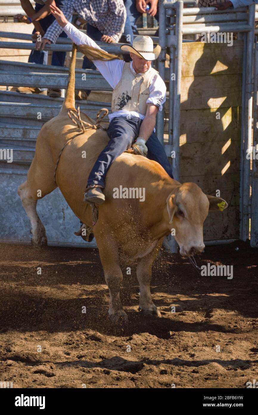 Cowboy bull riding at rodeo hi-res stock photography and images - Alamy