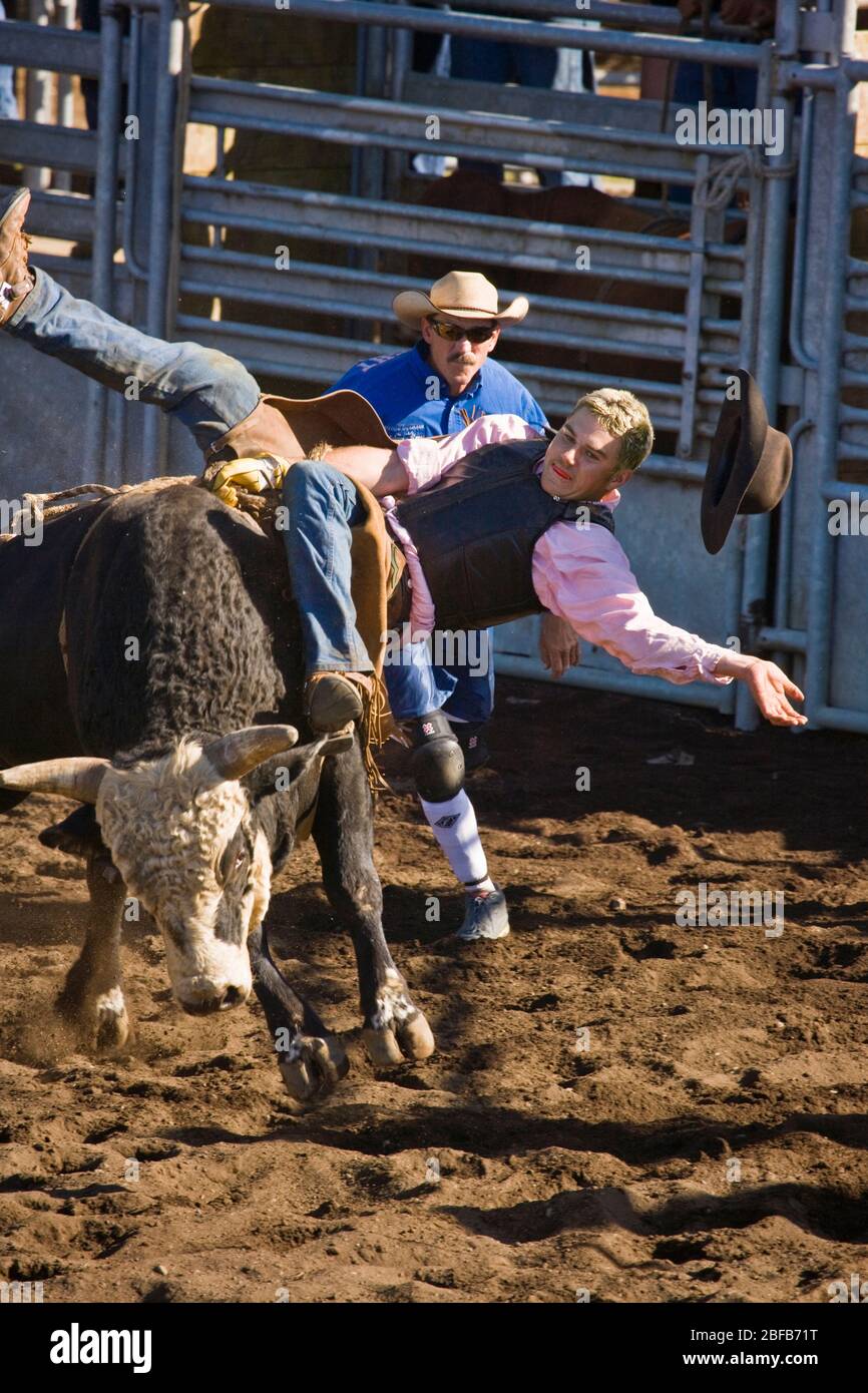 Model released Hawaiian cowboy,or paniolo, riding bull (property ...