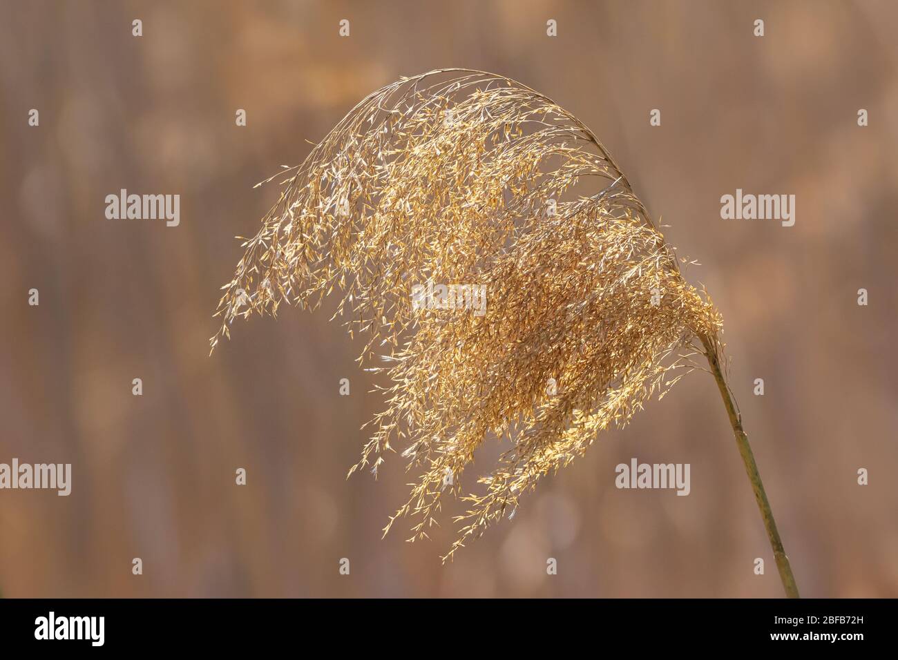 Gold color hi-res stock photography and images - Alamy