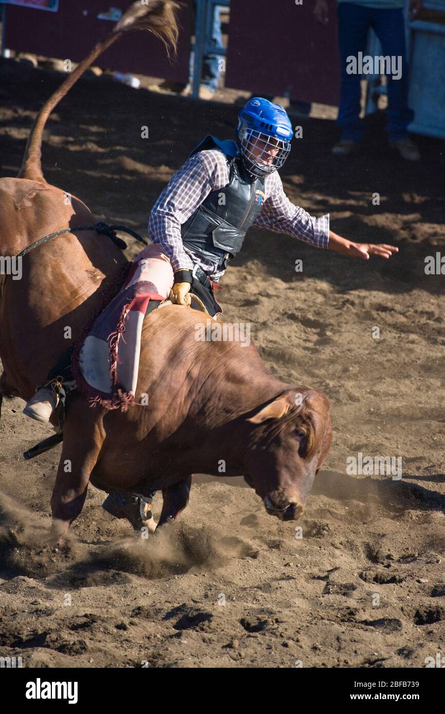 Model released Hawaiian cowboy,or paniolo, riding bull (property ...