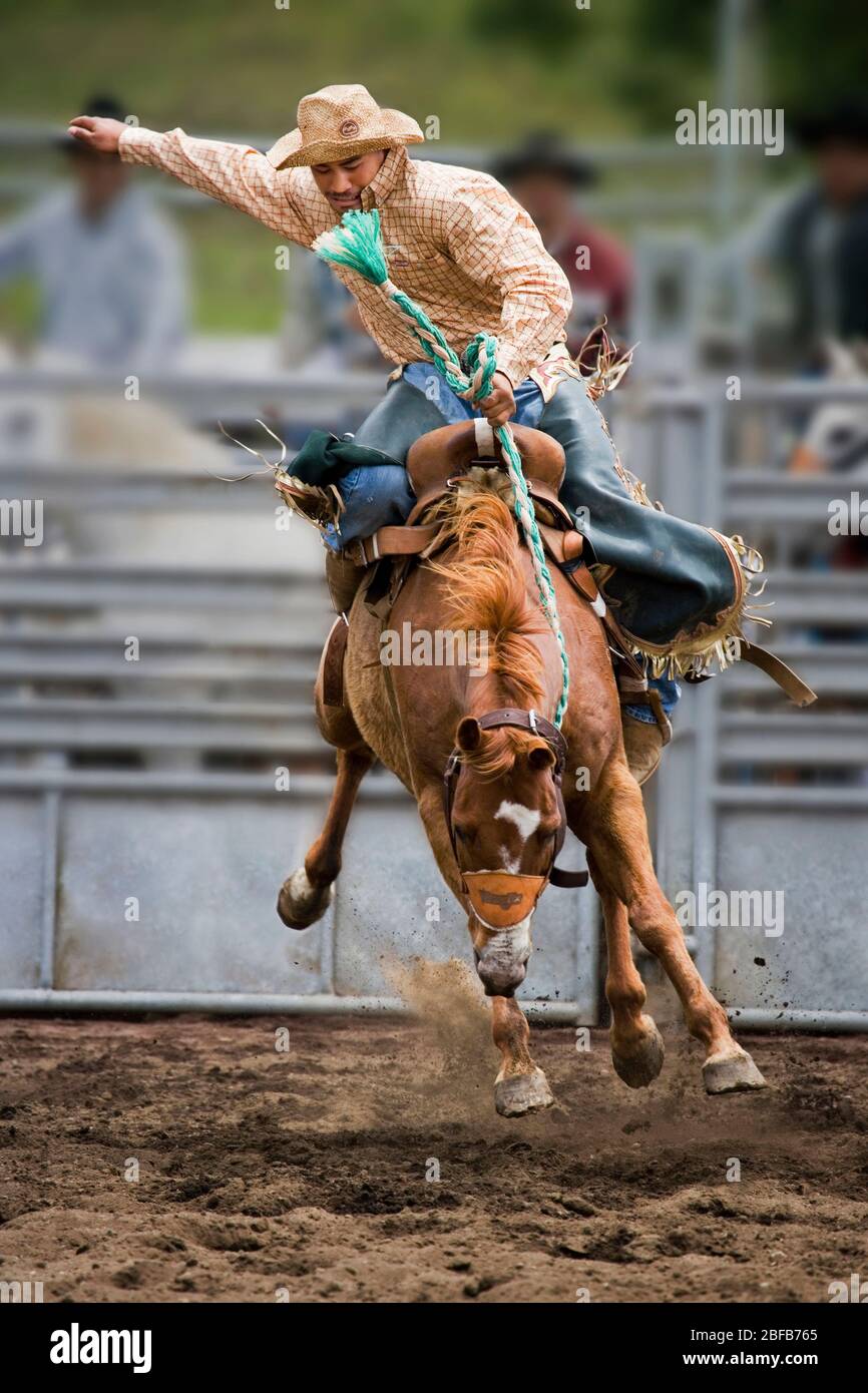 Model released Hawaiian cowboy,or paniolo, riding a bucking bronco ...