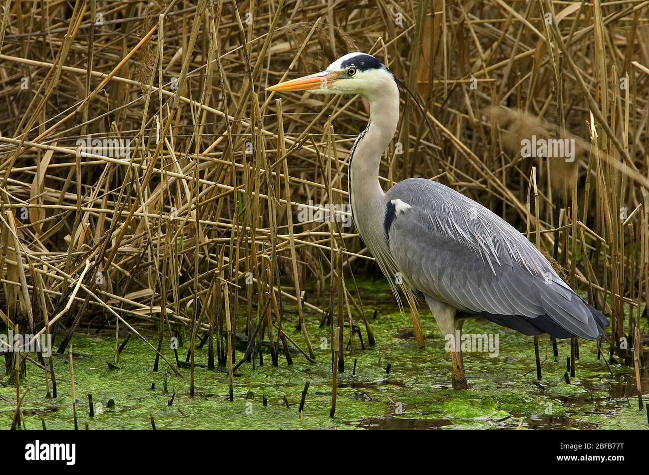 Graureiher, (Ardea Cinerea ), Grey Heron, auf Nahrungssuche Stock Photo ...