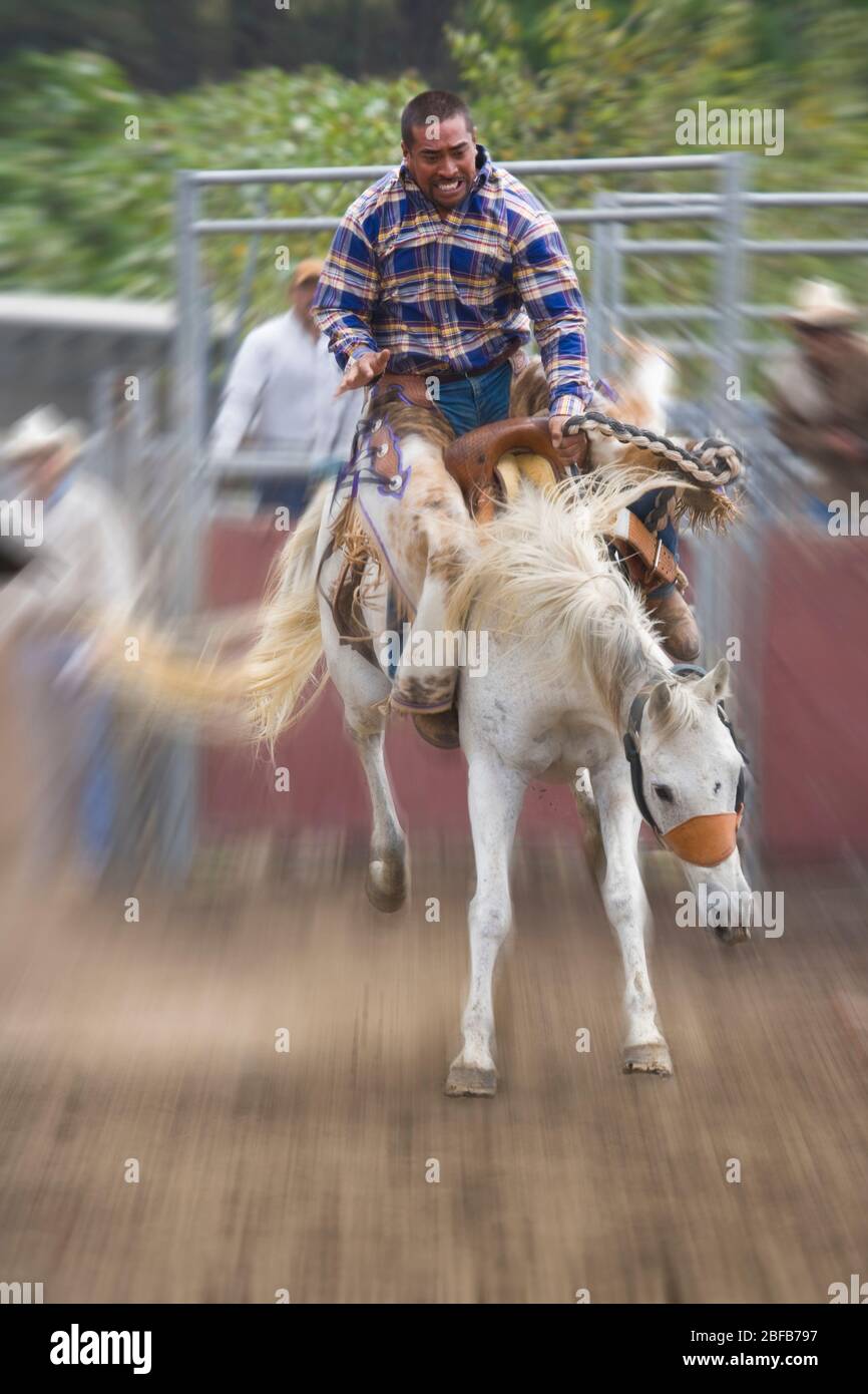 Model released Hawaiian cowboy,or paniolo, riding a bucking bronco ...