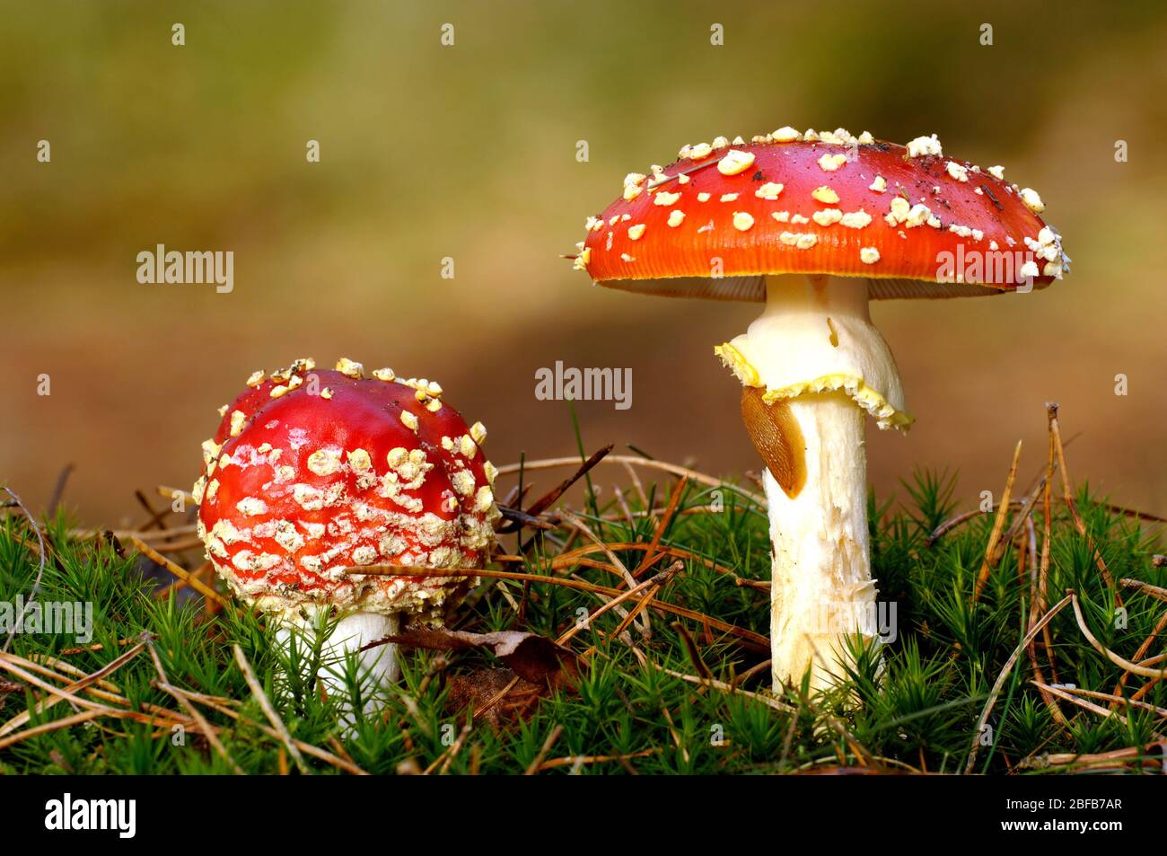 Fliegenpilze, Fliegenpilze, Giftpilz, (Amanita muscaria Stock Photo - Alamy