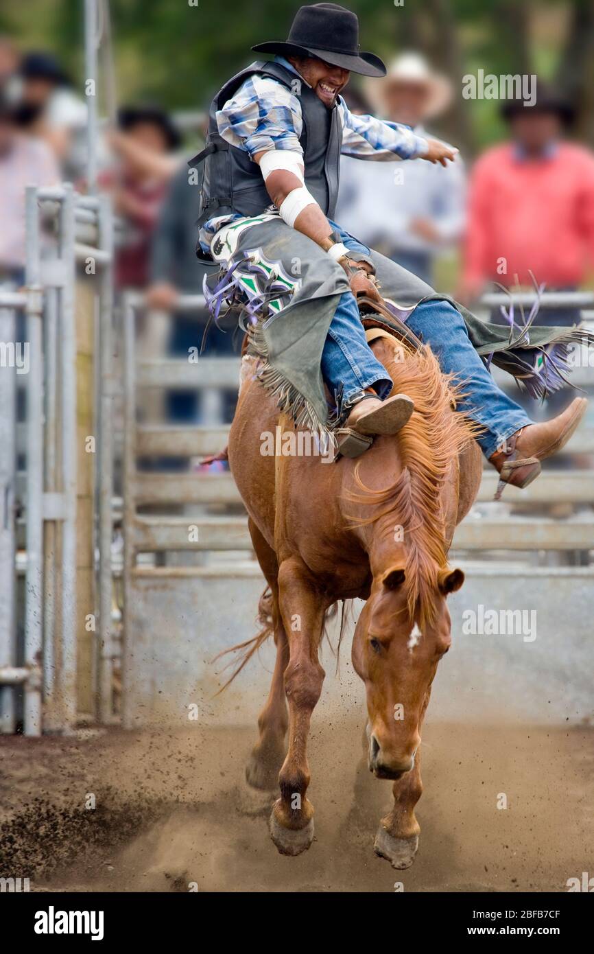 Model released Hawaiian cowboy,or paniolo, riding a bucking bronco ...