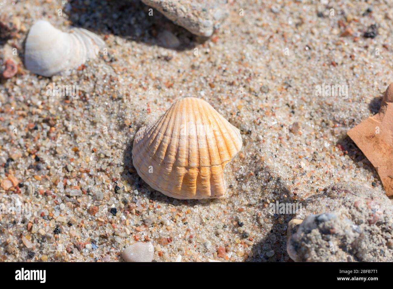 An orange and white seashell in beach sand Stock Photo - Alamy