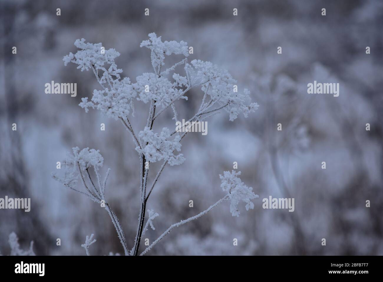Dry hemlock (Conium maculatum) in winter covered with frost Stock Photo ...