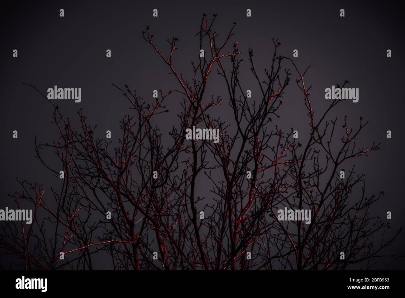 Scary tree silhouette hi-res stock photography and images - Alamy