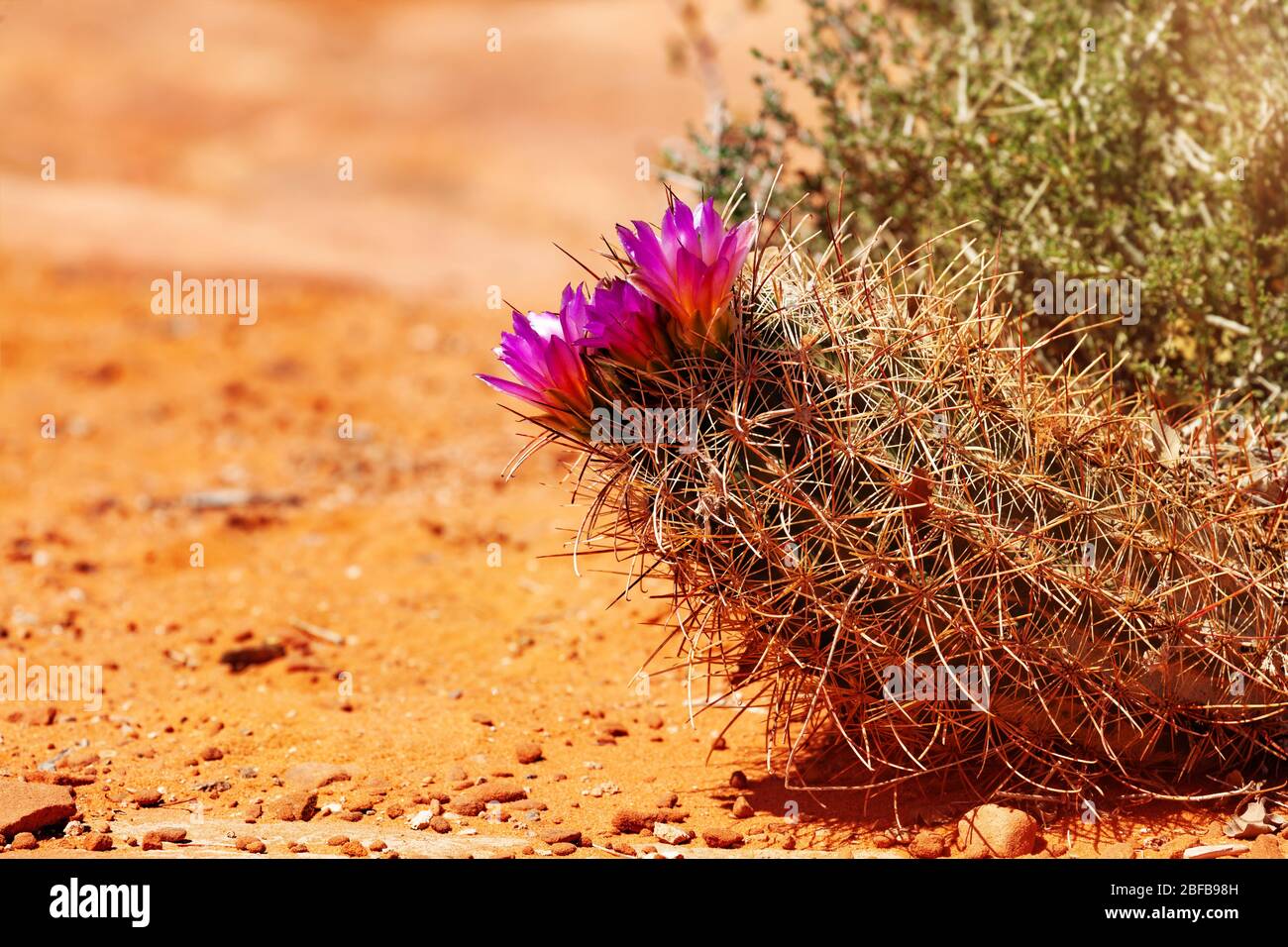 Moab utah cactus hi-res stock photography and images - Alamy