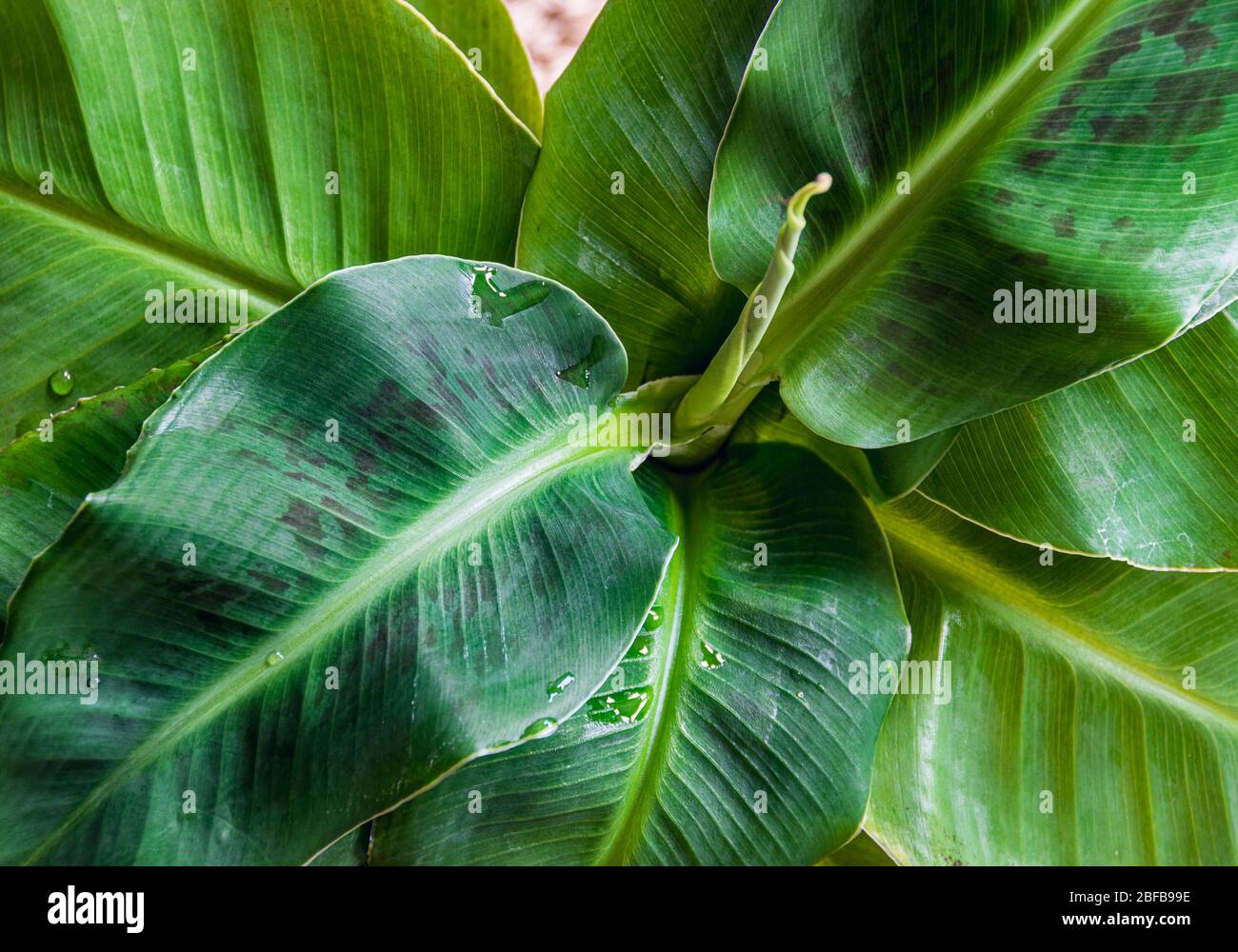 Close-up on blotched leaves of a Dwarf Cavendish banana plant (musa ...