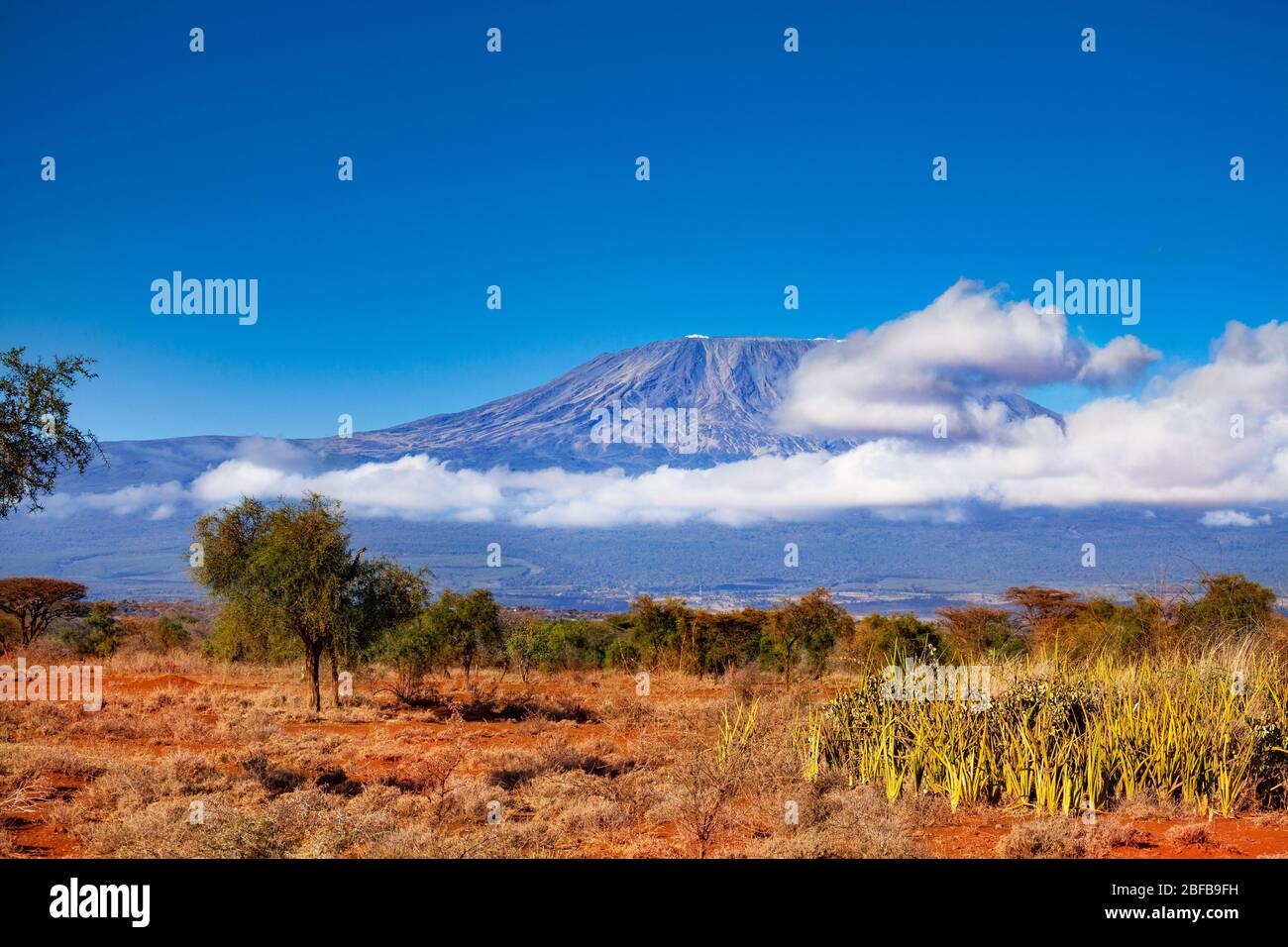 Savanna background hi-res stock photography and images - Alamy