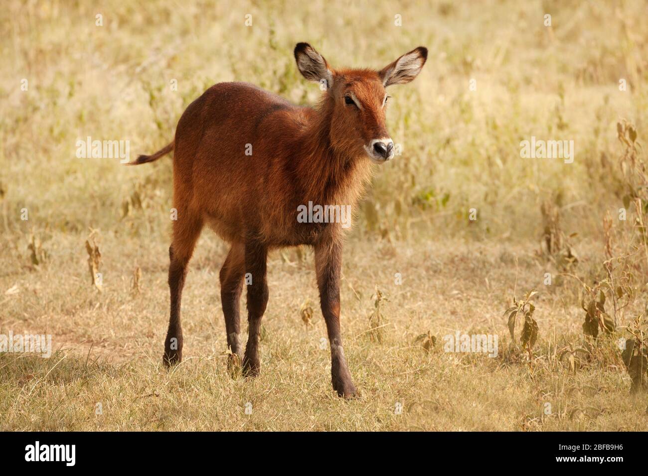 Common small antelope of africa hi-res stock photography and images - Alamy
