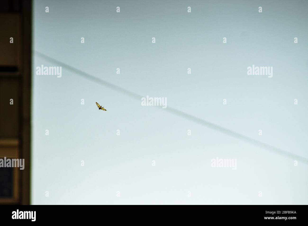 Butterfly flying sky hi-res stock photography and images - Alamy