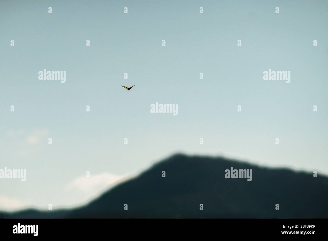 Butterfly flying hi-res stock photography and images - Alamy