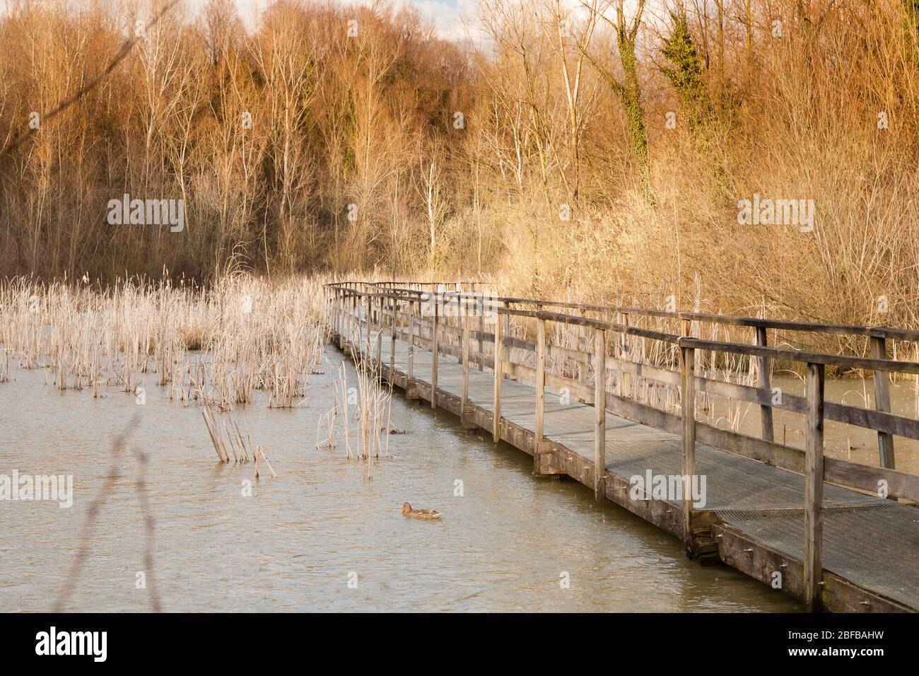 Old wood footbridge on lagoon. Outdoor and nature. Rural panorama Stock ...