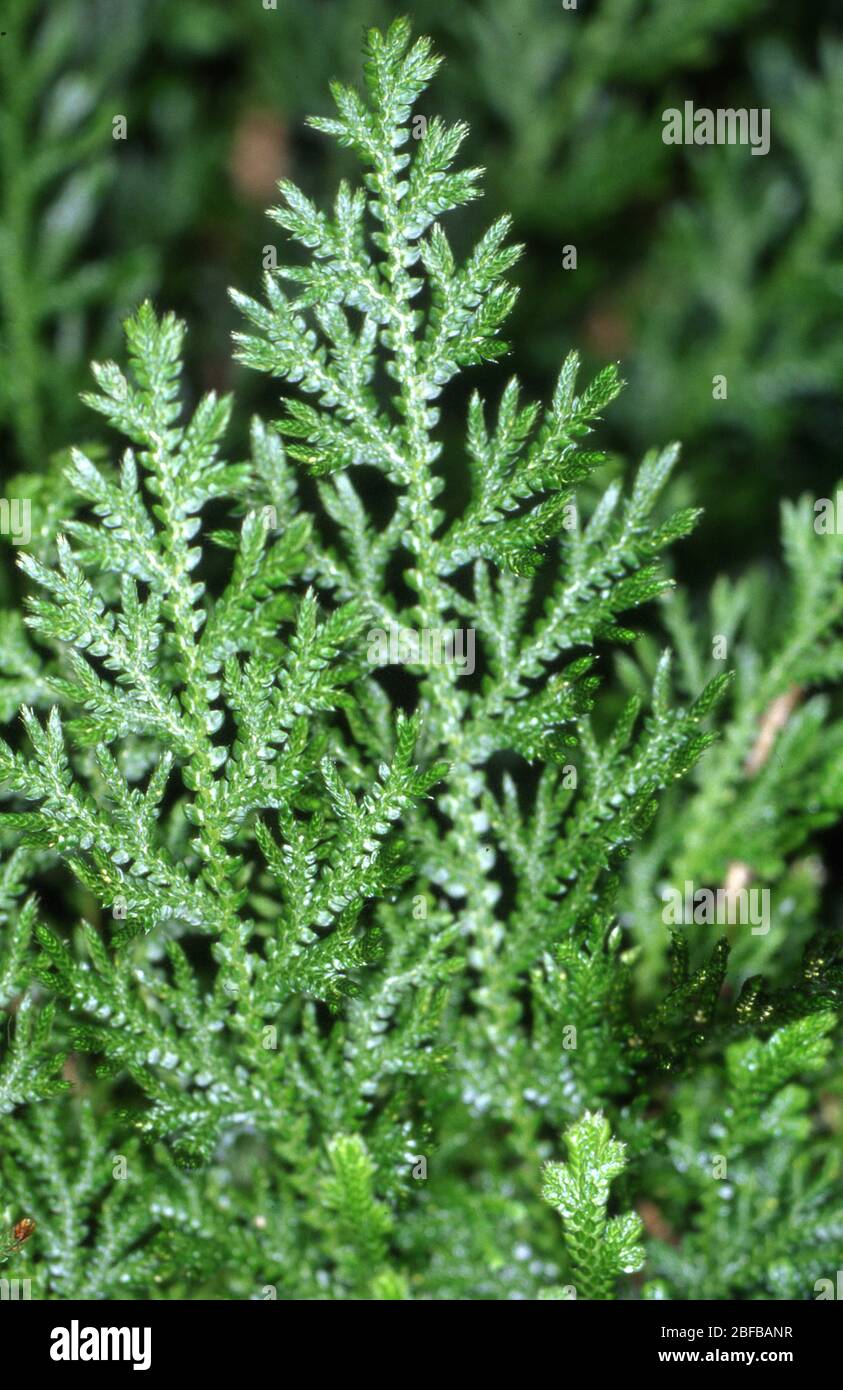 green moss fern with branched leaves Stock Photo - Alamy