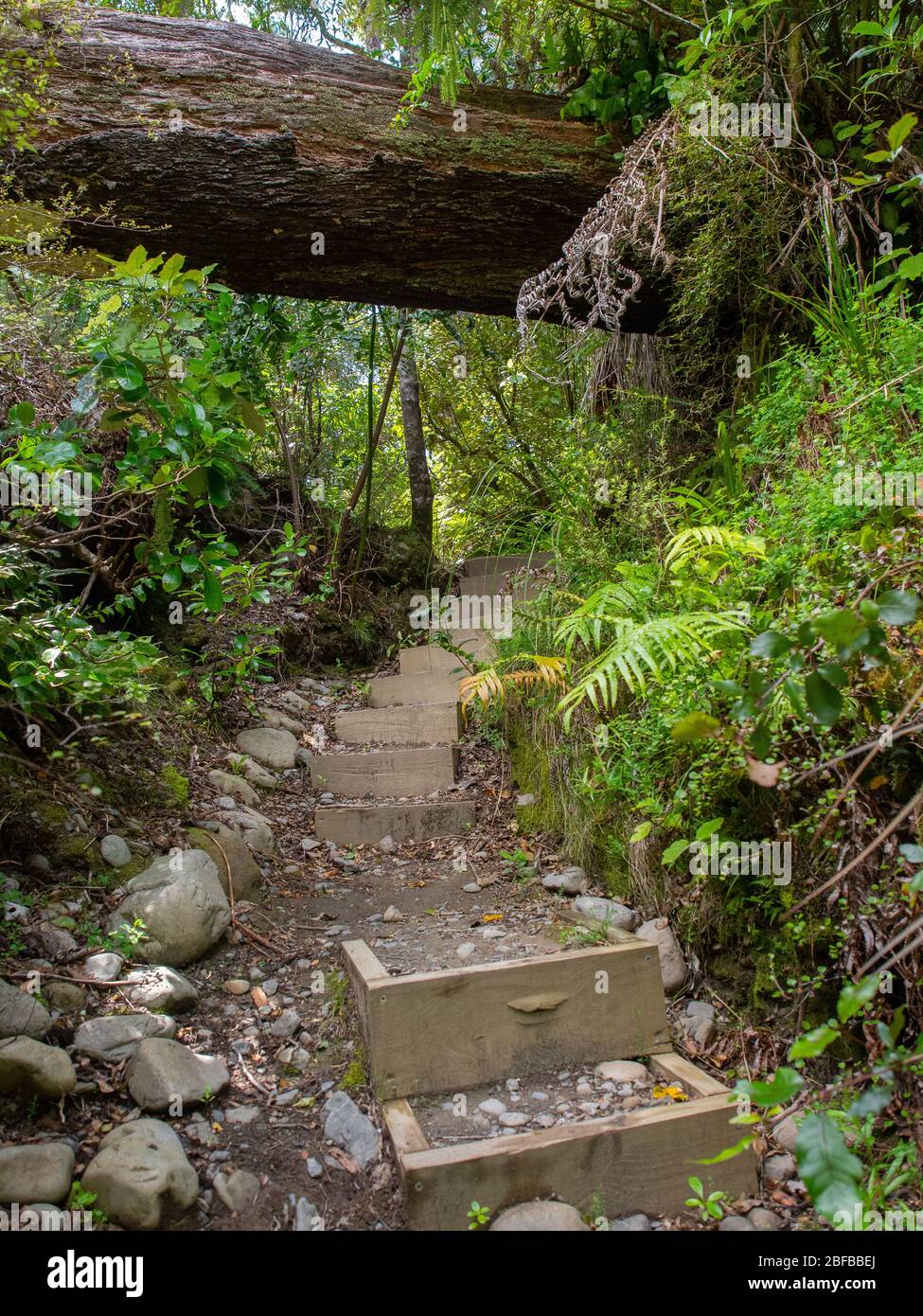 Fallen Tree Trunk Across Steps On A Hiking Track Stock Photo - Alamy